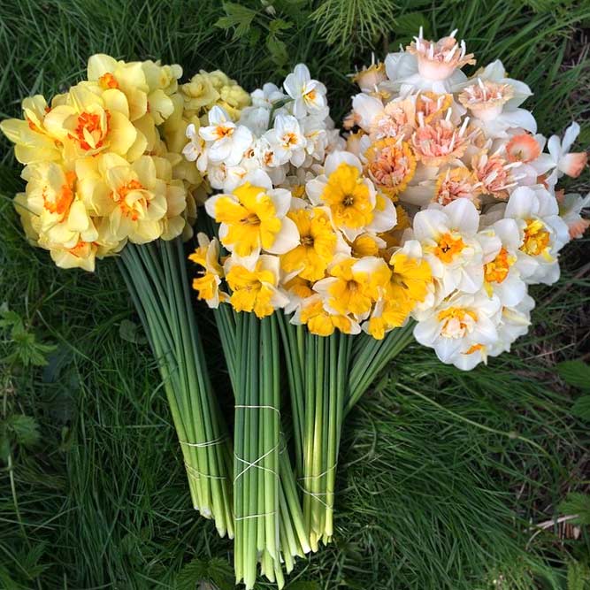 List Of The Most Beautiful Yellow Flowers: How Many Do You Know?