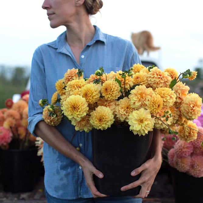 List Of The Most Beautiful Yellow Flowers: How Many Do You Know?