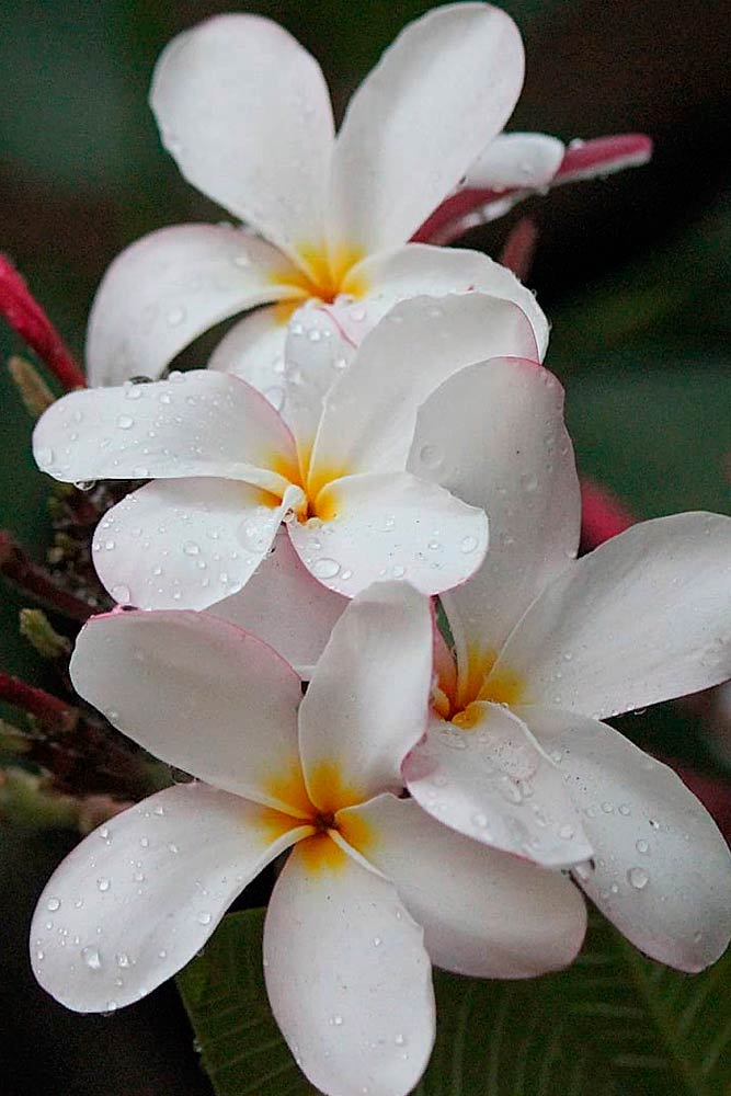 24 Pictures Of Pretty Flowers To Boost Your Mood