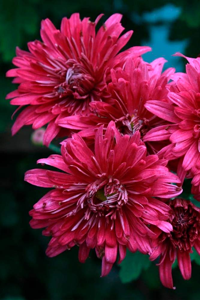 24 Pictures Of Pretty Flowers To Boost Your Mood