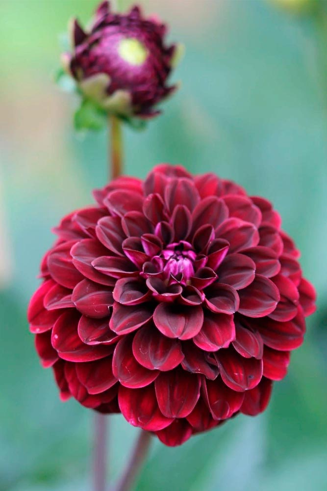 24 Pictures Of Pretty Flowers To Boost Your Mood