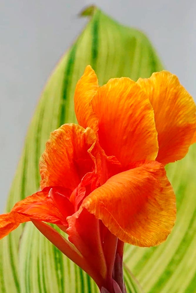 24 Pictures Of Pretty Flowers To Boost Your Mood