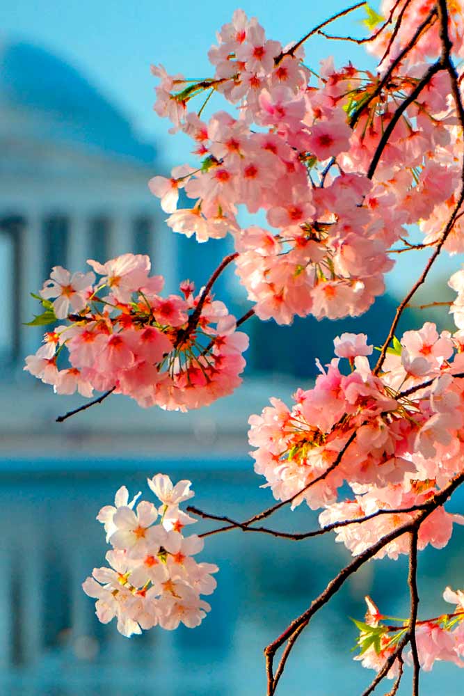 24 Pictures Of Pretty Flowers To Boost Your Mood