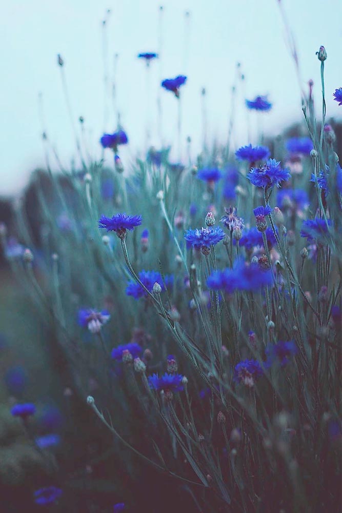24 Pictures Of Pretty Flowers To Boost Your Mood