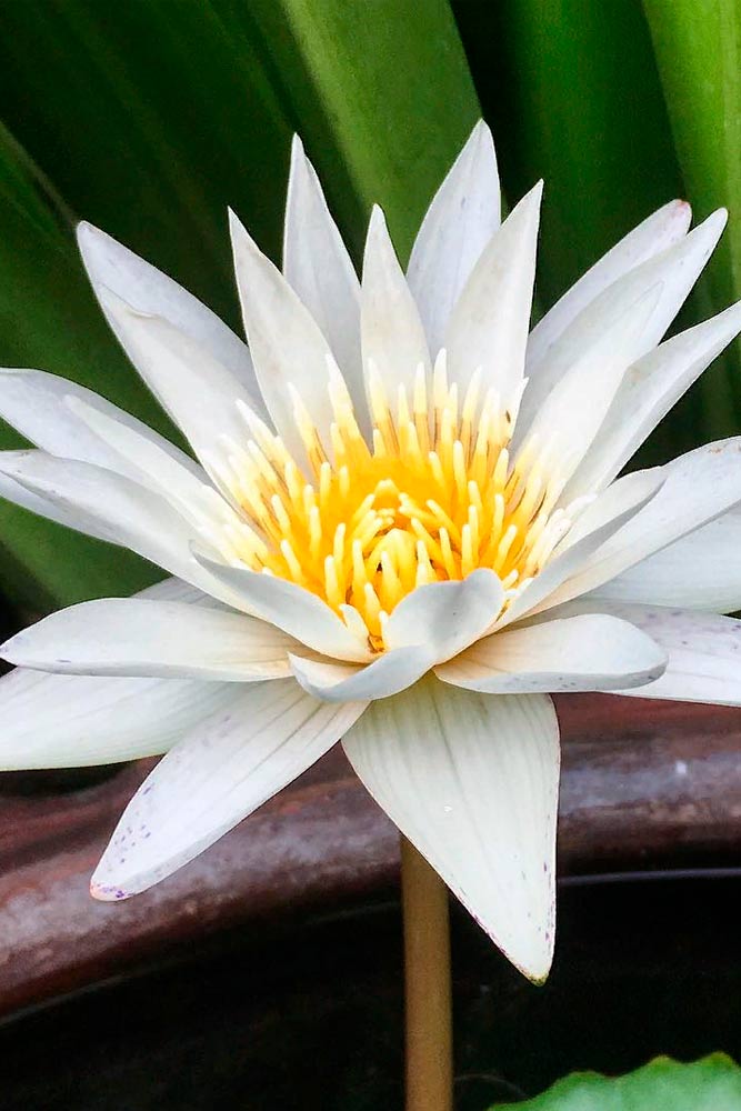 24 Pictures Of Pretty Flowers To Boost Your Mood