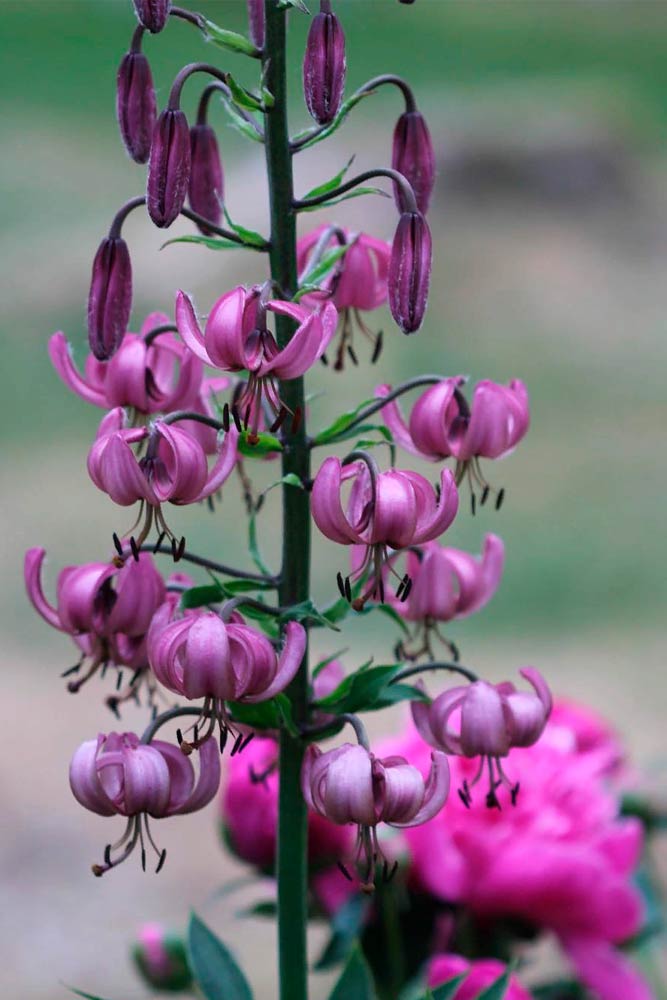 24 Pictures Of Pretty Flowers To Boost Your Mood