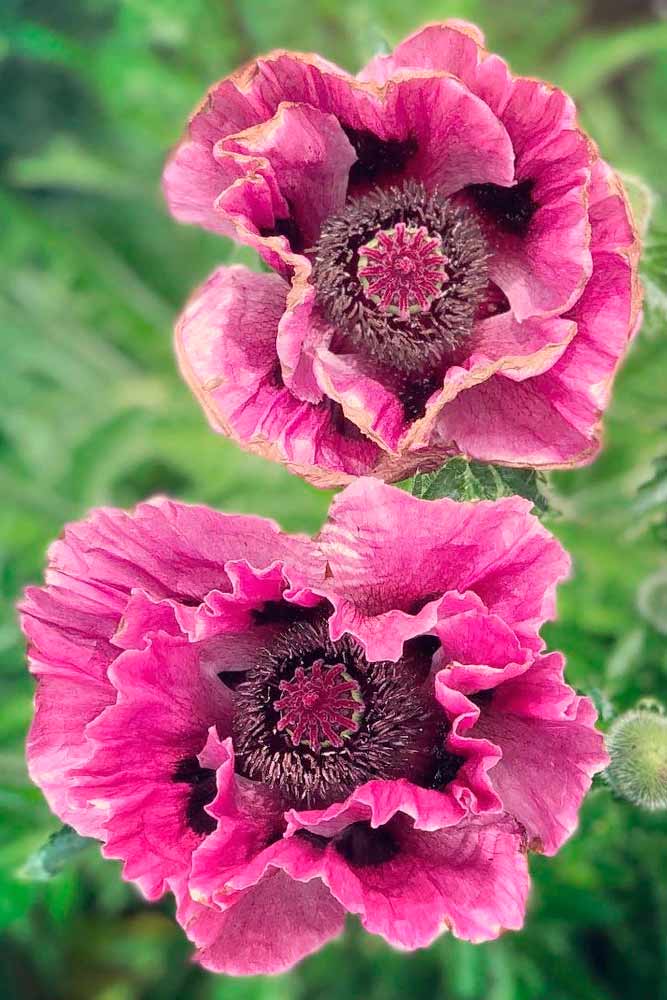 24 Pictures Of Pretty Flowers To Boost Your Mood