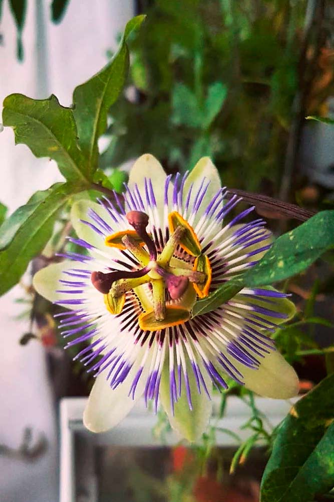 24 Pictures Of Pretty Flowers To Boost Your Mood