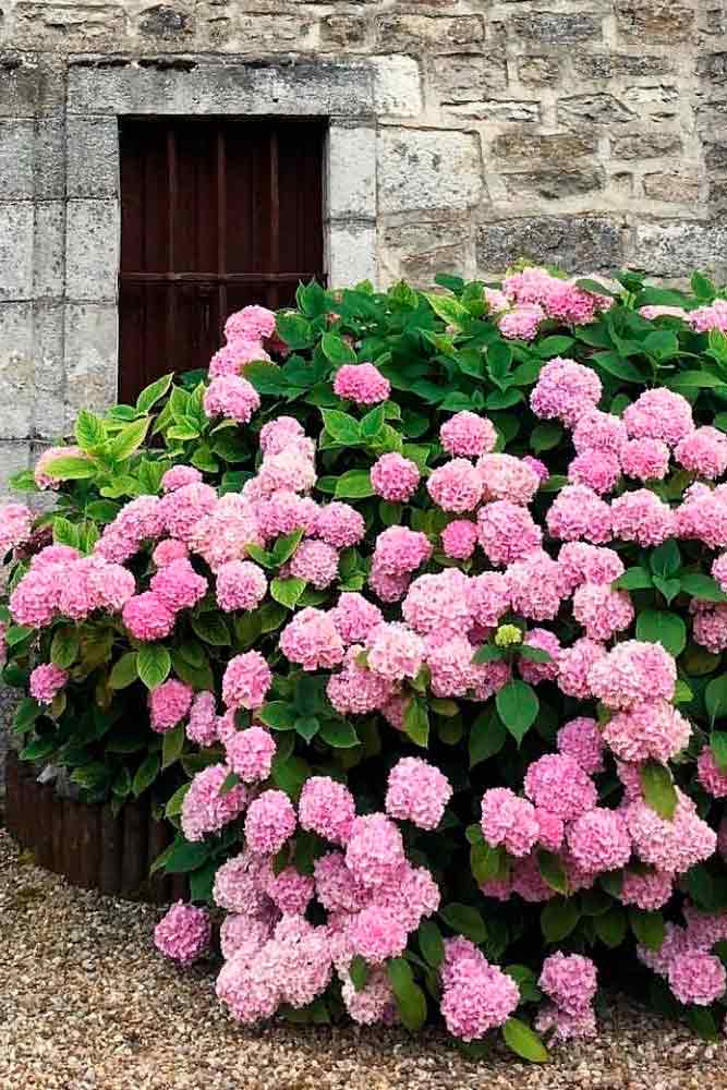 24 Pictures Of Pretty Flowers To Boost Your Mood