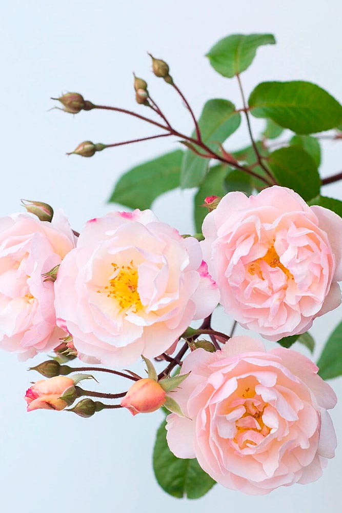 24 Pictures Of Pretty Flowers To Boost Your Mood