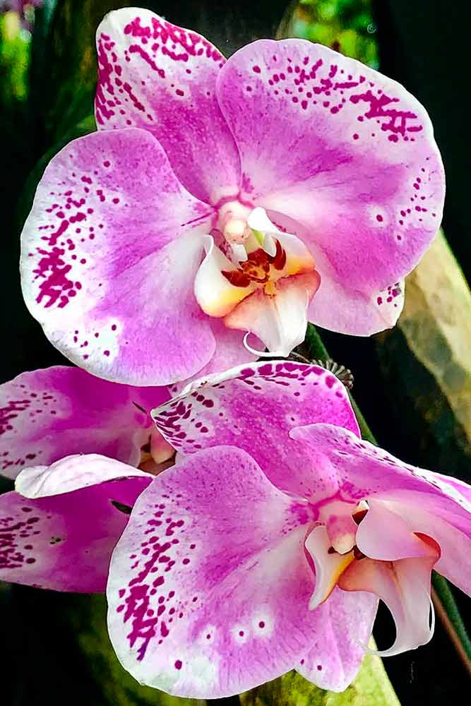 24 Pictures Of Pretty Flowers To Boost Your Mood