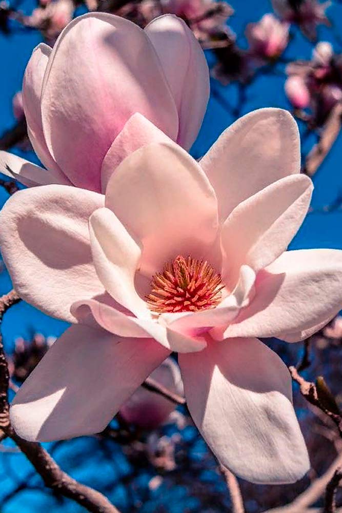 24 Pictures Of Pretty Flowers To Boost Your Mood