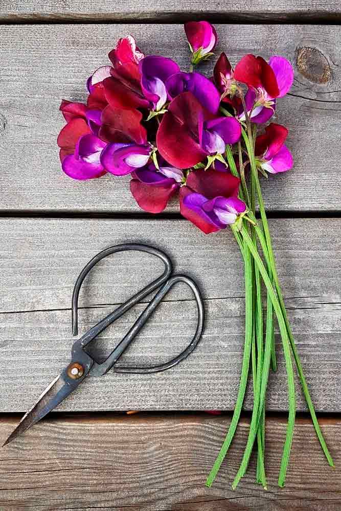 24 Pictures Of Pretty Flowers To Boost Your Mood